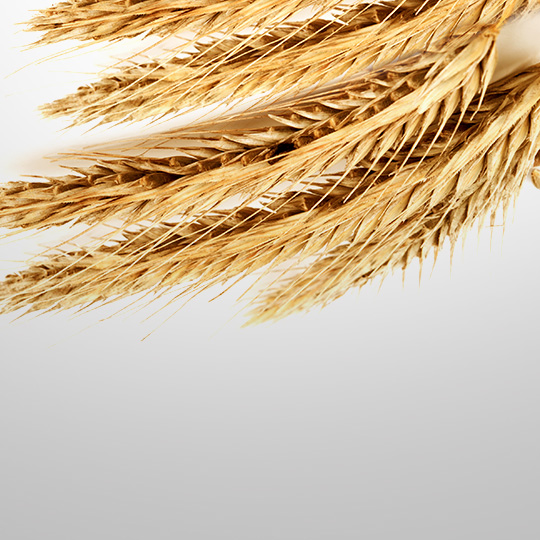 The Feed Shed • Caring For Your Livestock